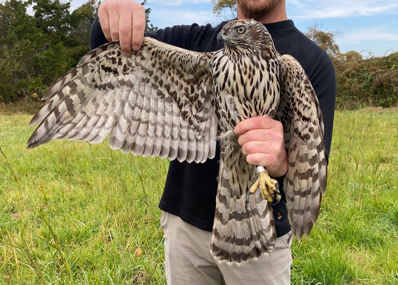 Cape May Raptor Banding Project Inc